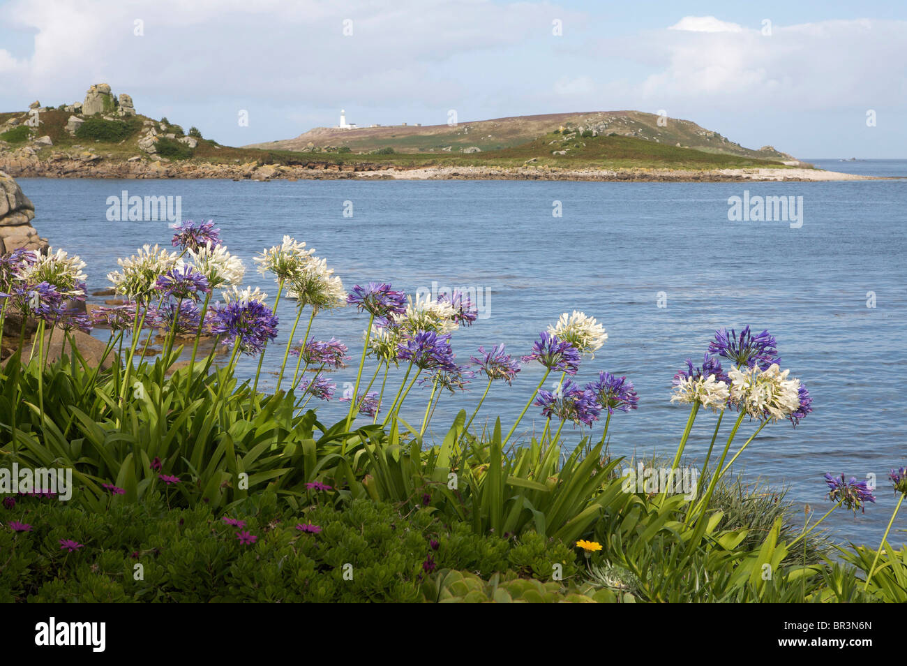 Wild Agapanthus plants on Tresco Isles of Scilly Stock Photo - Alamy
