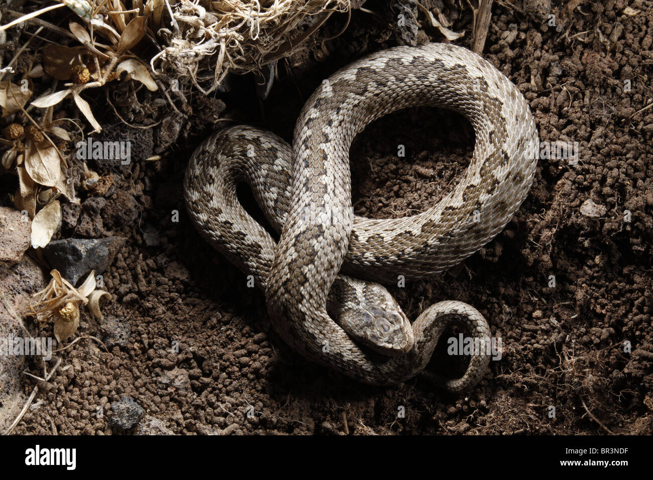 Viper coiled on the ground (Macrovipera lebetina Stock Photo - Alamy