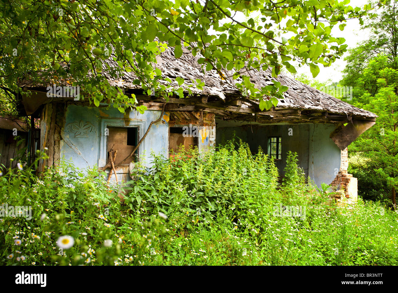 Old abandoned ruined house covered in vegetation Stock Photo - Alamy