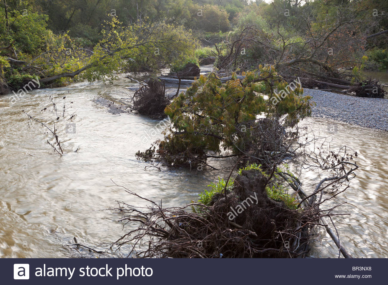 Deadhead High Resolution Stock Photography and Images - Alamy