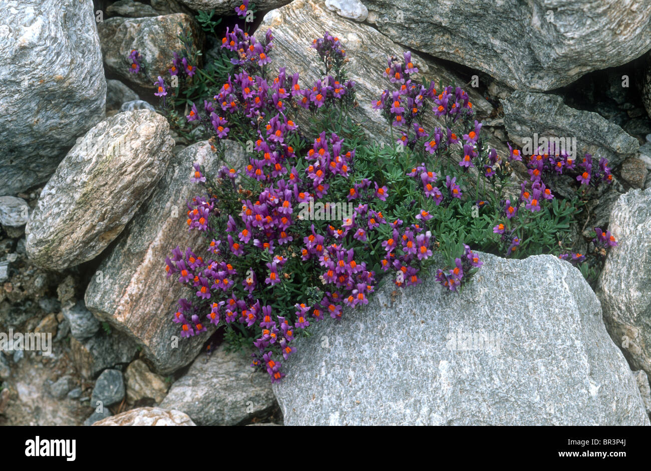 Alpine toadflax, Linaria alpina, Valsavarenche, Italy Stock Photo - Alamy