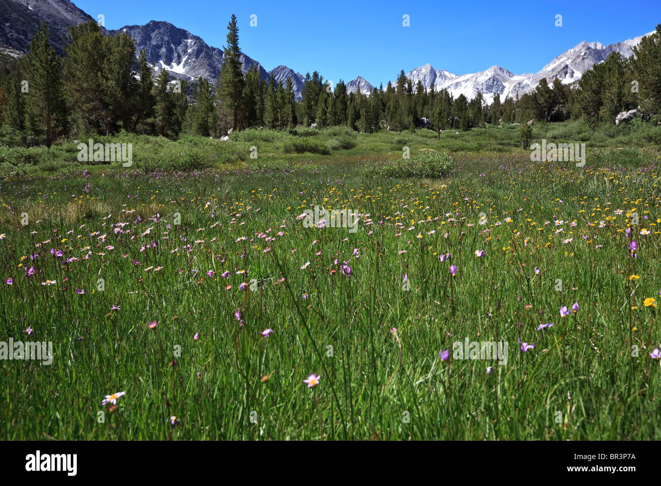 Spring sierra mountains hi-res stock photography and images - Alamy