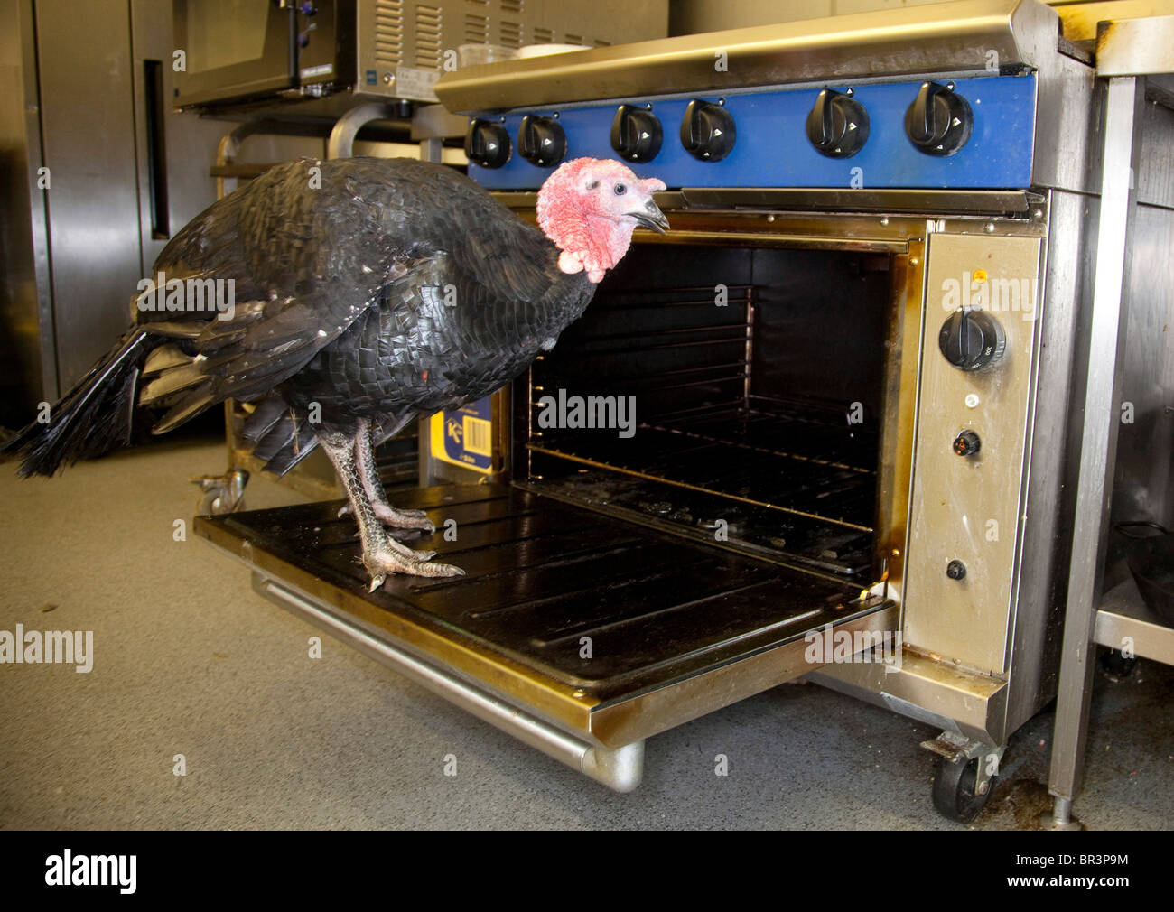 turkey oven animal bizarre Stock Photo - Alamy