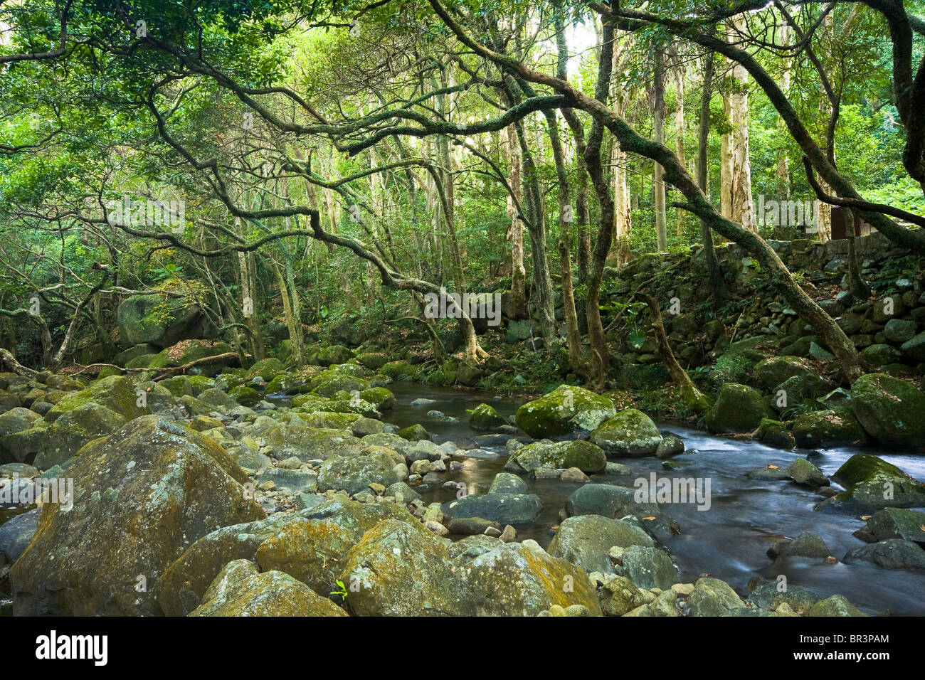 green forest and river Stock Photo - Alamy