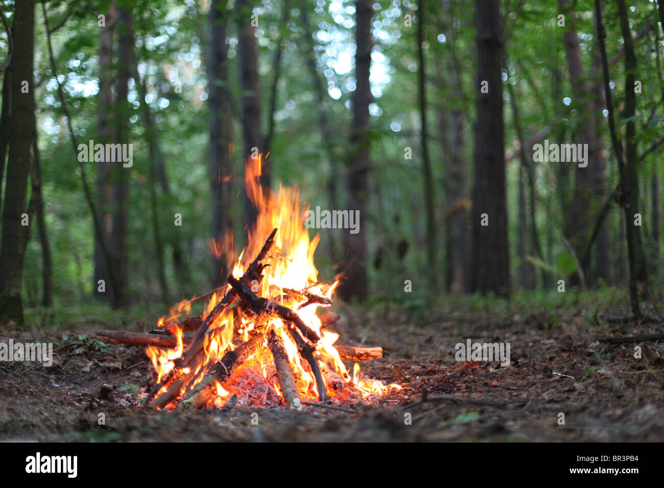Bonfire in the forest Stock Photo - Alamy