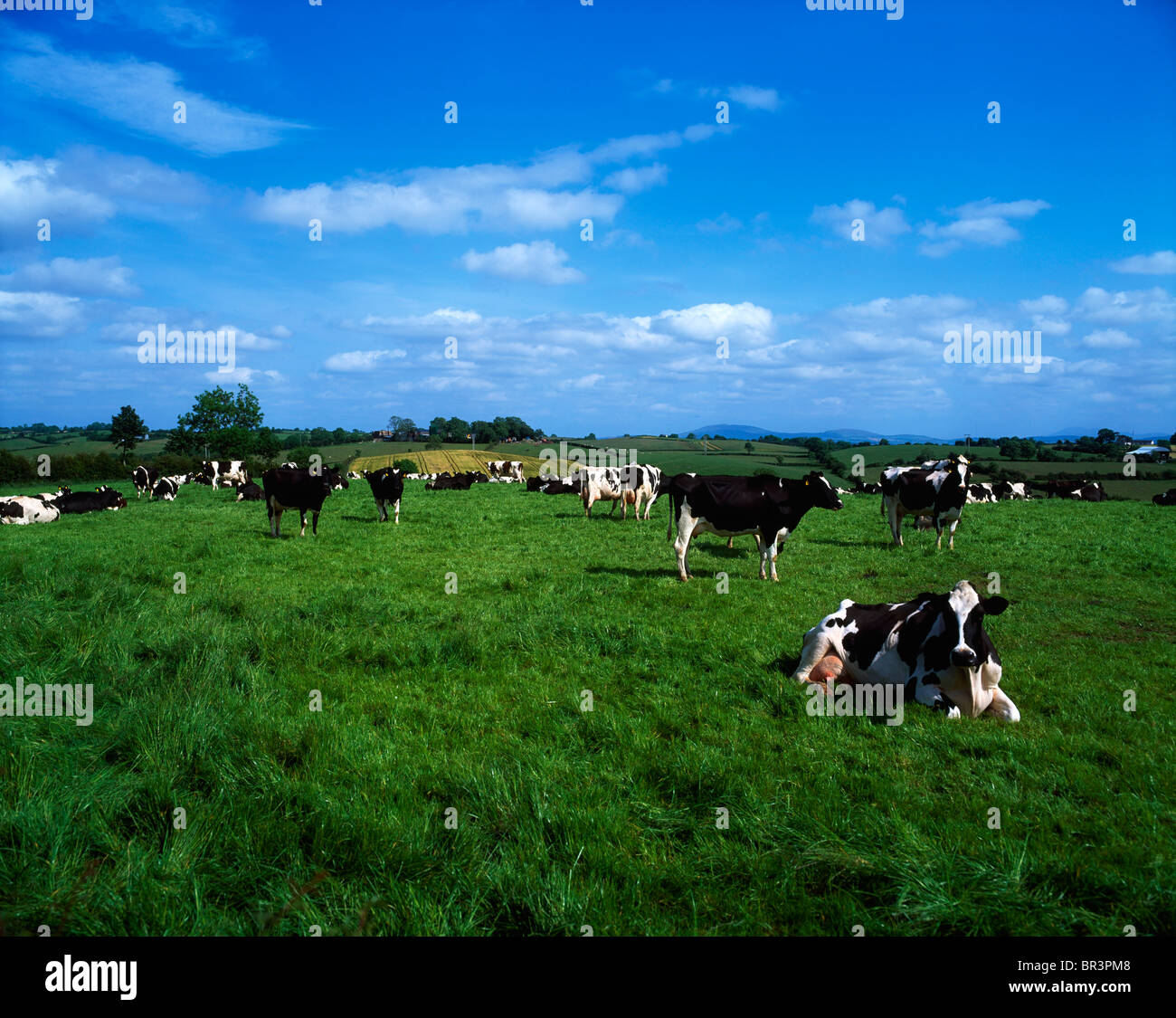 Cows sitting down hi-res stock photography and images - Alamy