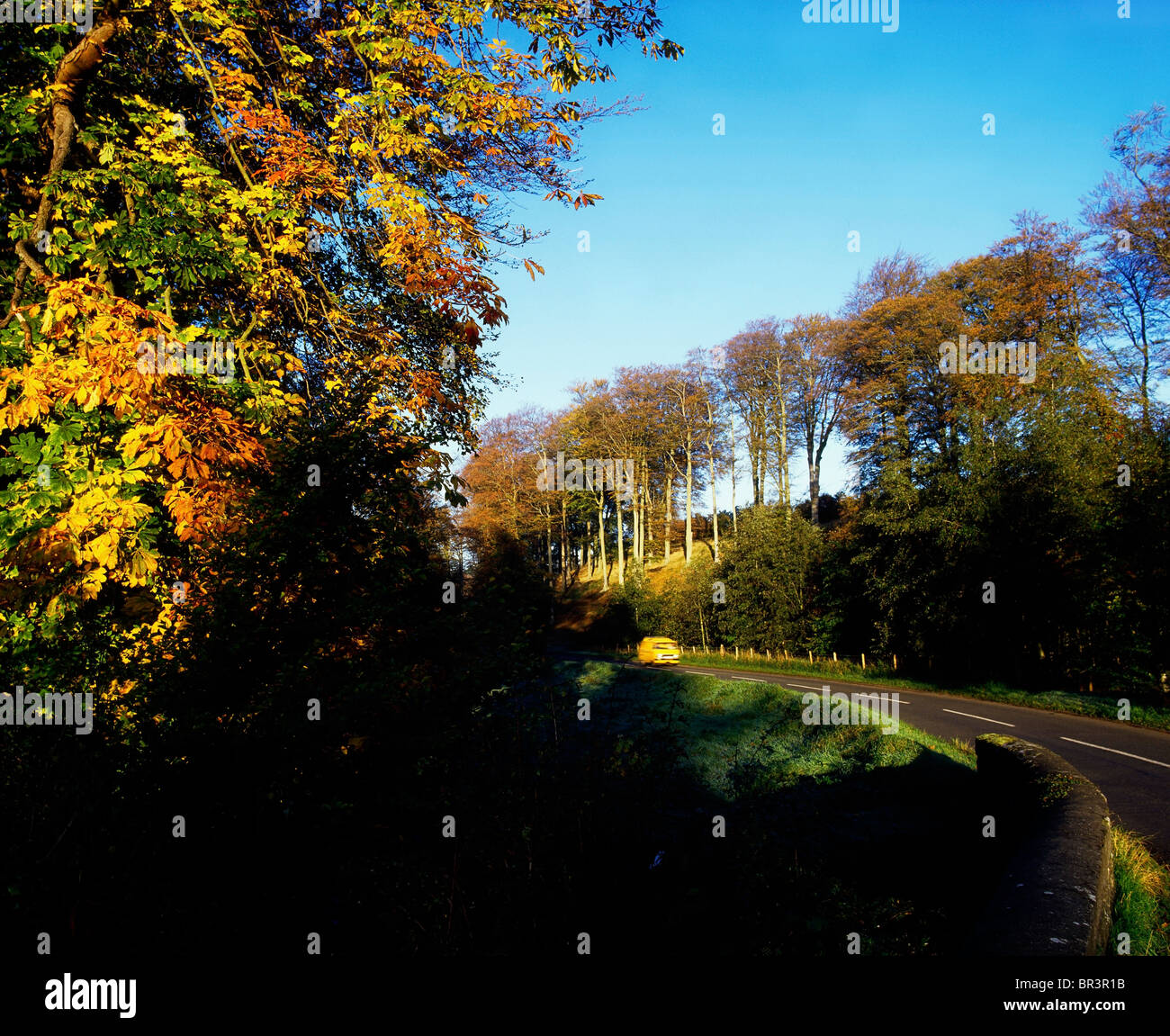 Minnowburn beeches hi-res stock photography and images - Alamy