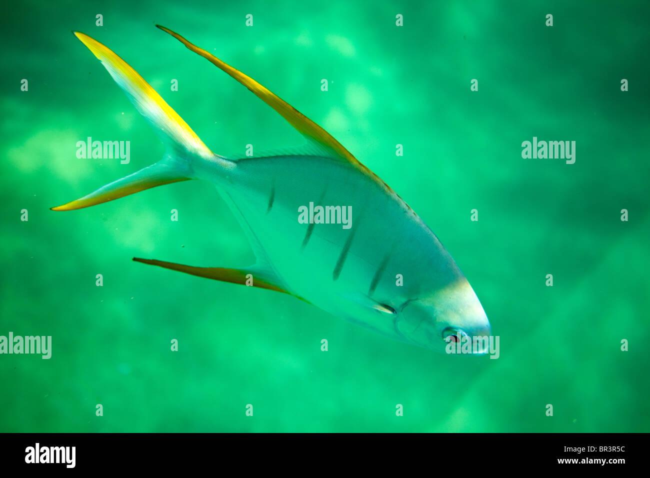 A fish in the reef at Lovers Beach in Cabo San Lucas, Mexico Stock ...