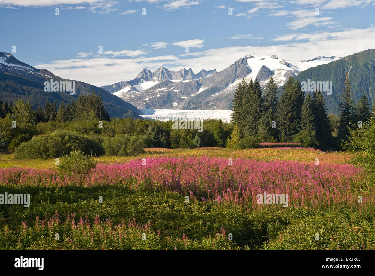 View of flowers and mountains near Juneau, Alaska Stock Photo - Alamy