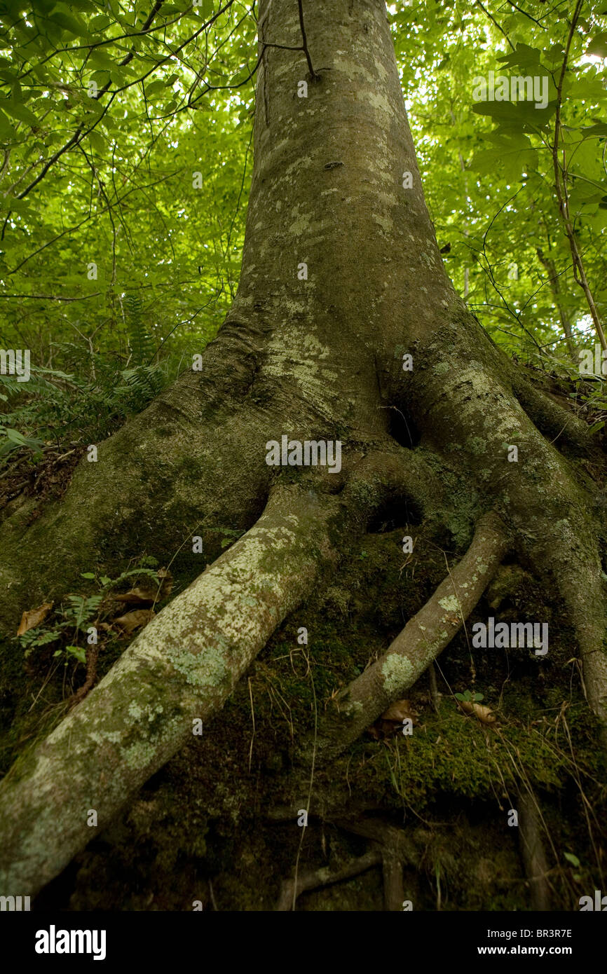 Tree leaves alabama hi-res stock photography and images - Alamy