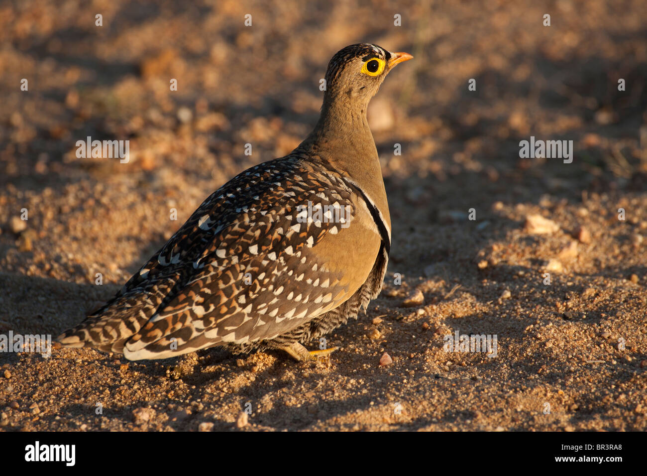 Double-banded Sandgrouse in Kruger National Park, South Africa Stock ...