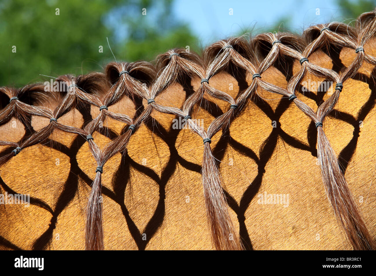 Color mane hi-res stock photography and images - Alamy