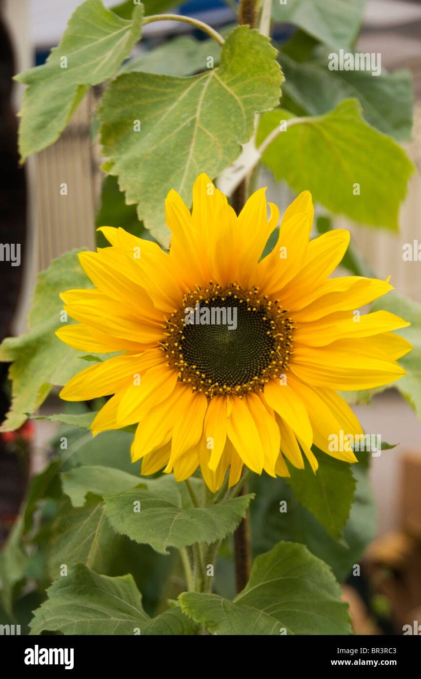Large sunflower hi-res stock photography and images - Alamy