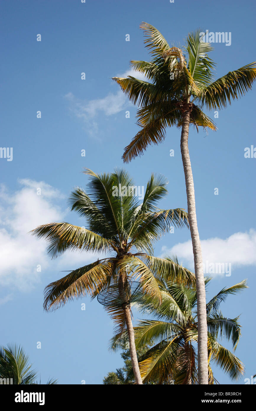 Coconut trees with blue sky background Stock Photo - Alamy