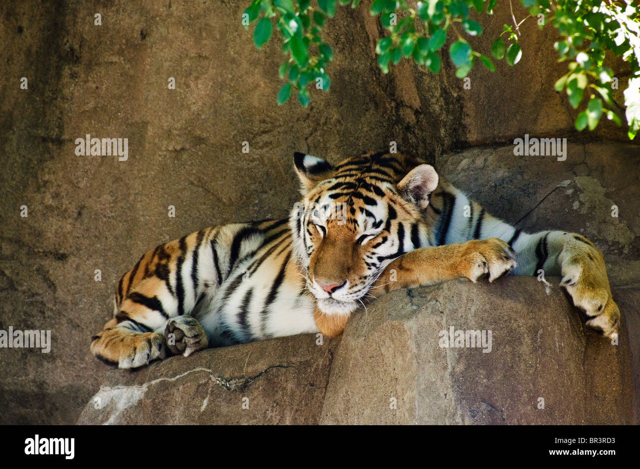 Tiger sleeping hi-res stock photography and images - Alamy