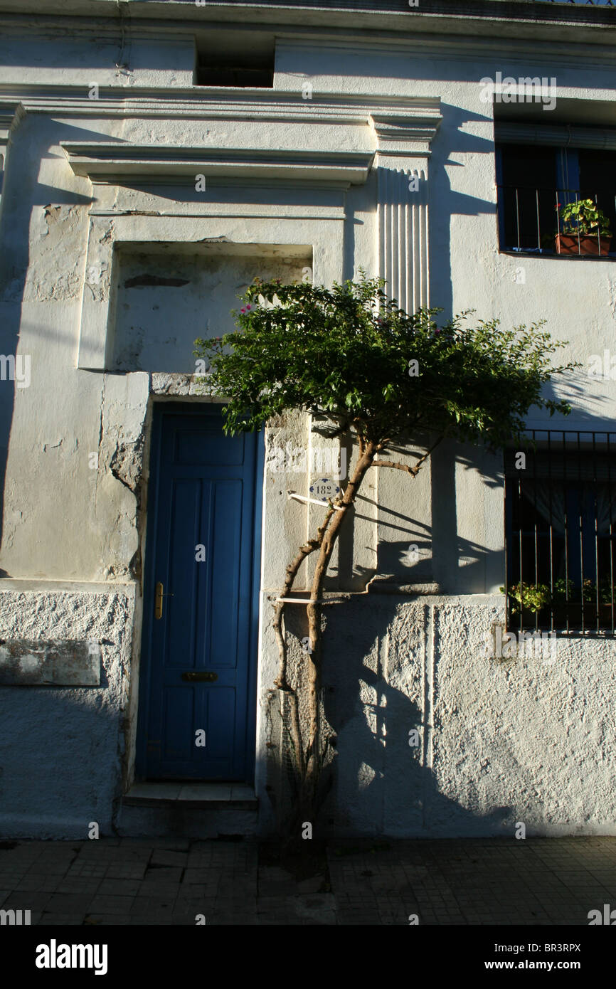 23rd March 2010; An old house with a tree growing out of the front door ...