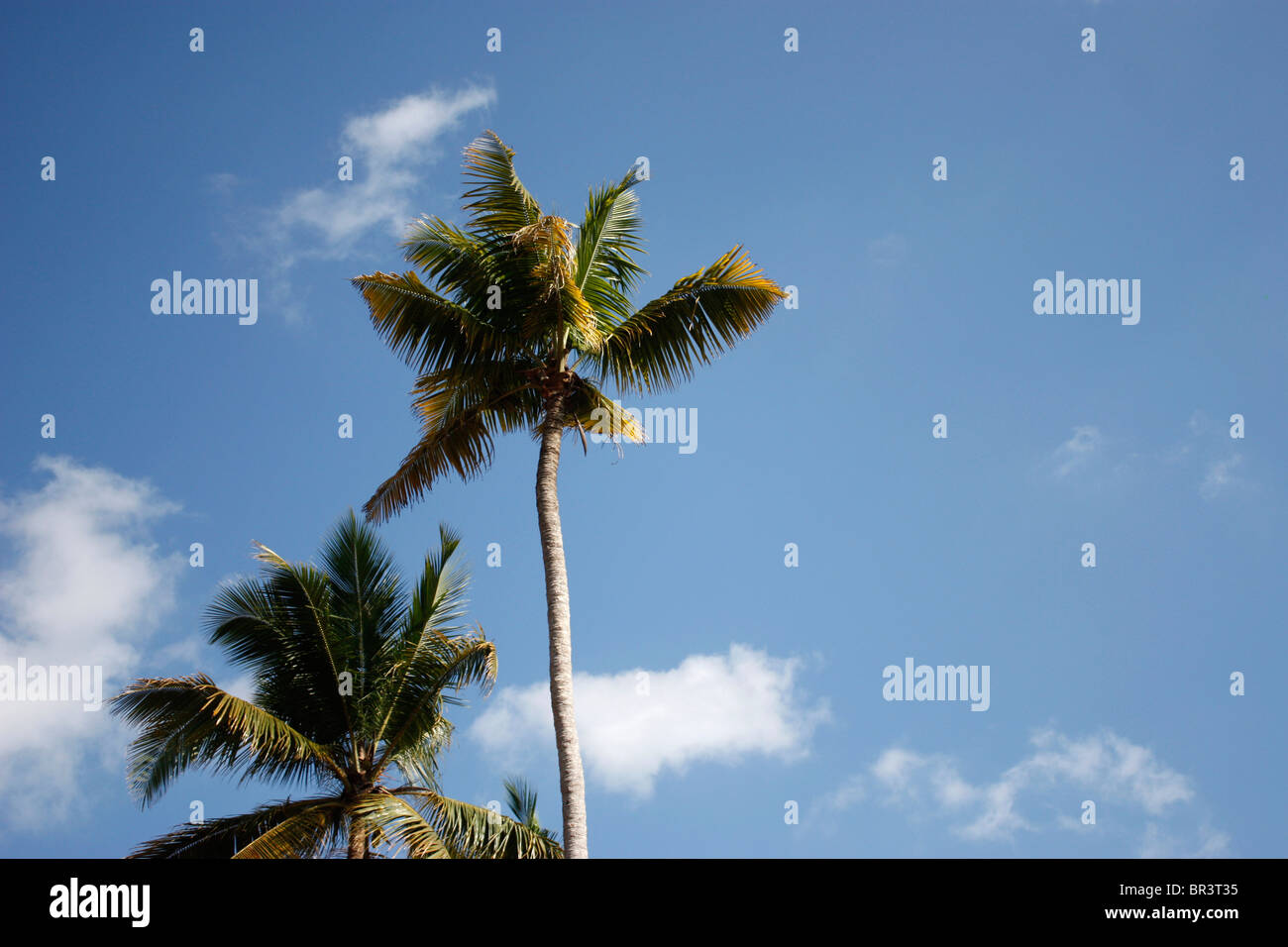 Coconut trees with blue sky background Stock Photo - Alamy