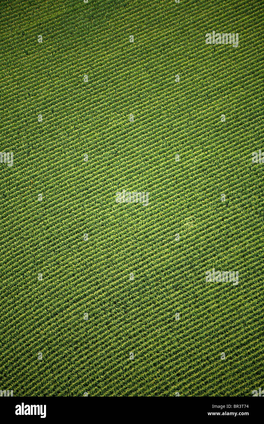 Aerial view of the orderly rows of corn in a farmer's field near ...