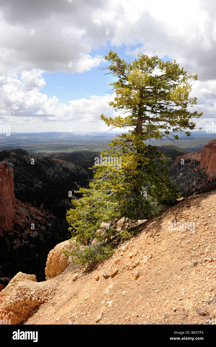 Dixie trailer park hi-res stock photography and images - Alamy