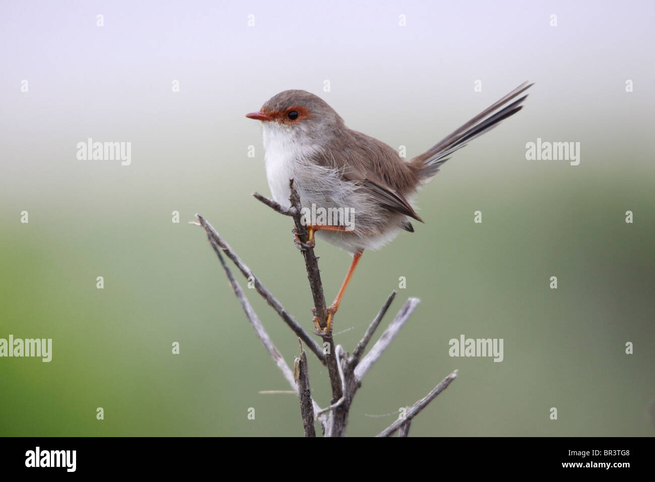 Red Backed Fairy Wren