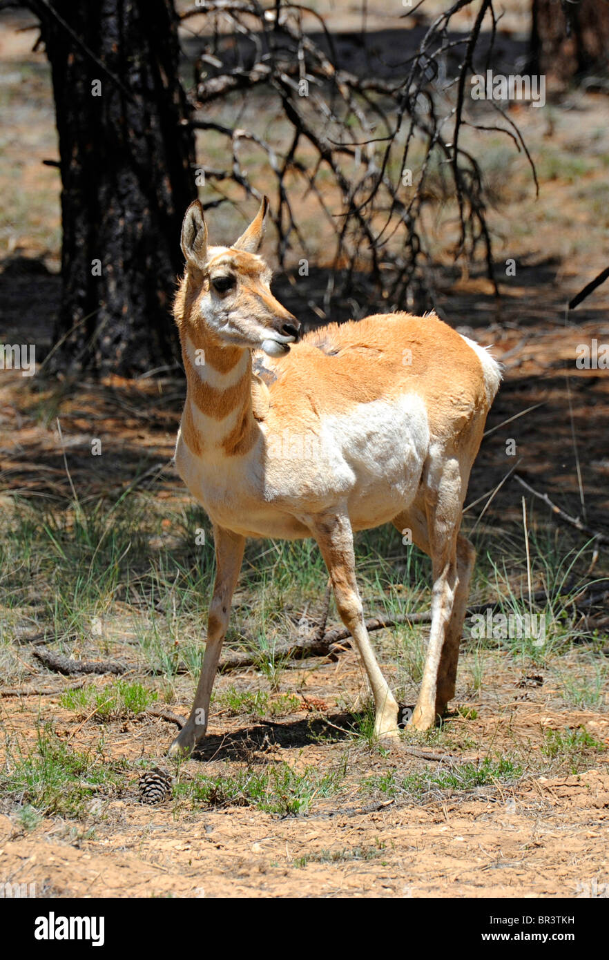 Attraction pronghorn hi-res stock photography and images - Alamy