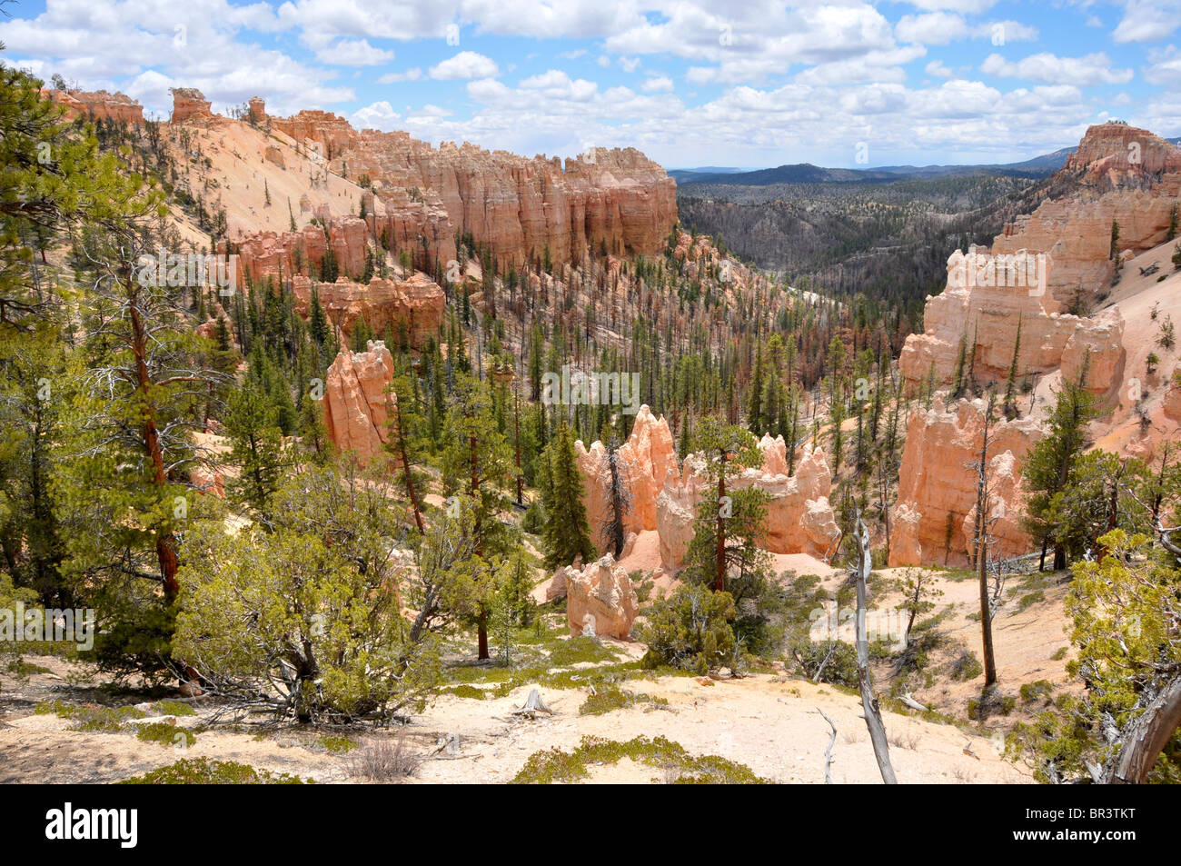 Swamp Canyon Bryce Canyon National Park Utah Stock Photo - Alamy
