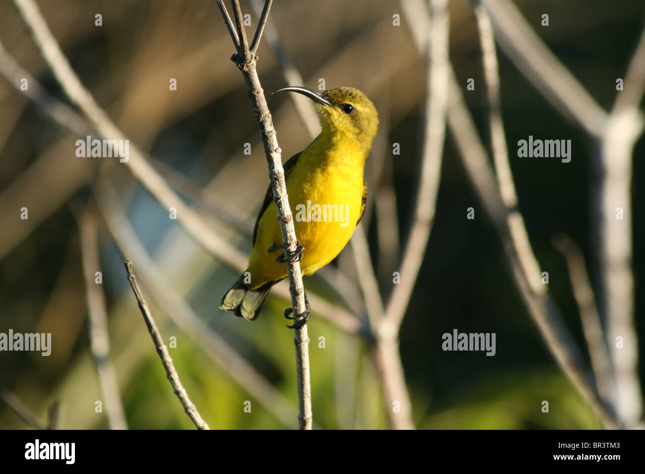 Yellow-bellied sunbird female Stock Photo - Alamy