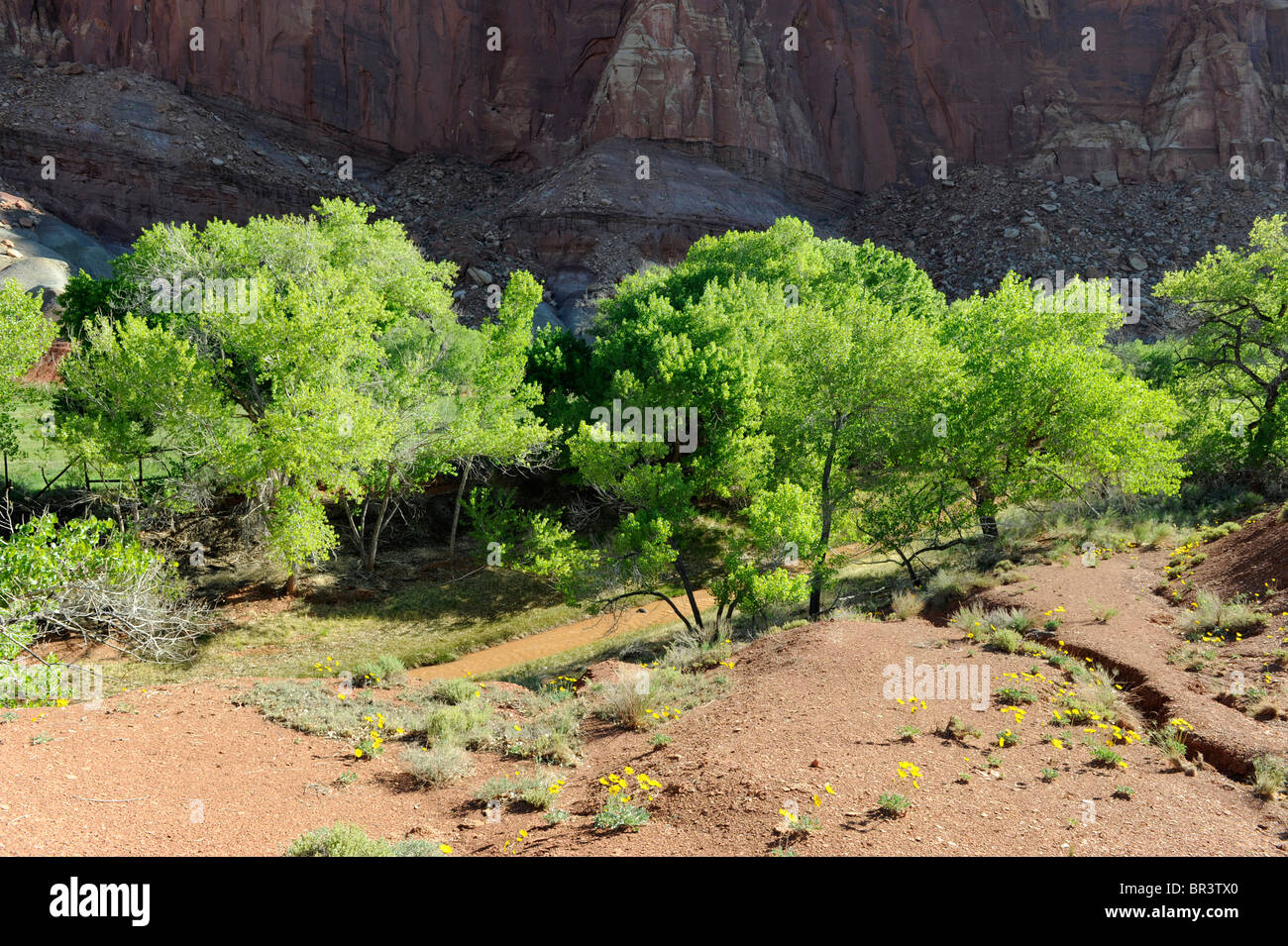 Spring Fruit Trees Capitol Reef National Park Utah Stock Photo - Alamy