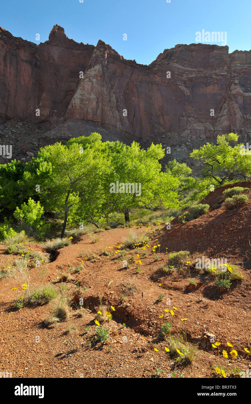 Trees fifth suite hi-res stock photography and images - Alamy