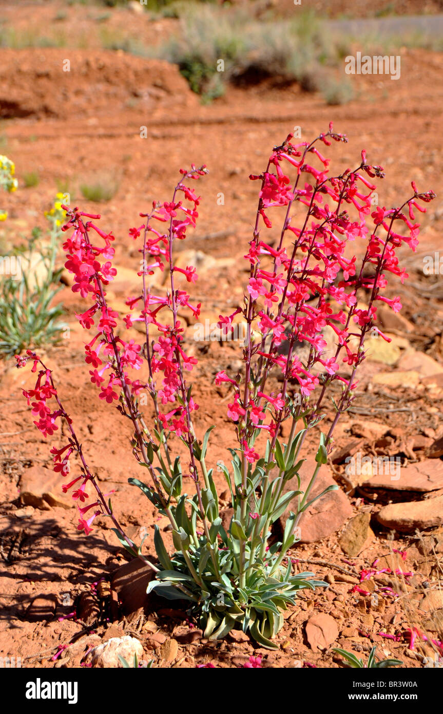 Pink Wildflowers Capitol Reef National Park Utah Stock Photo - Alamy