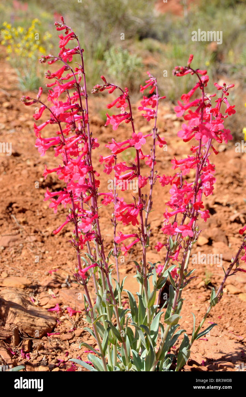 Pink Wildflowers Capitol Reef National Park Utah Stock Photo - Alamy