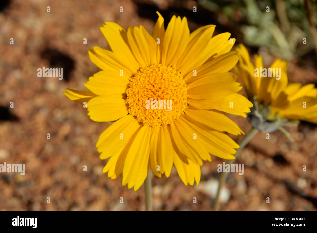 Yellow Wildflowers Capitol Reef National Park Utah Stock Photo - Alamy