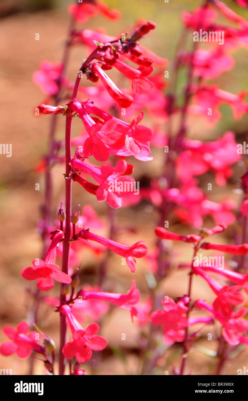 Pink Wildflowers Capitol Reef National Park Utah Stock Photo - Alamy