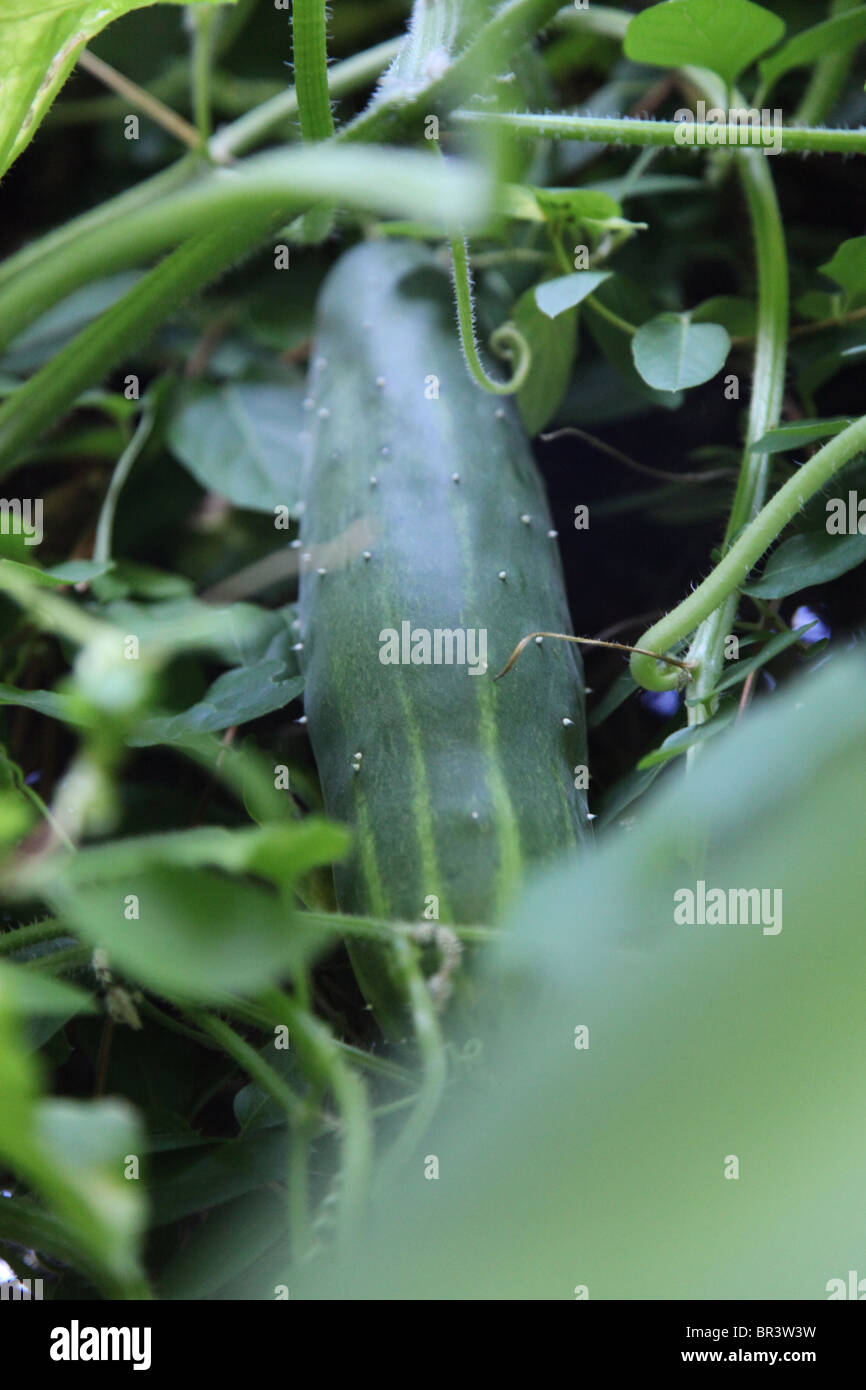 Cucumber grows in garden hi-res stock photography and images - Alamy