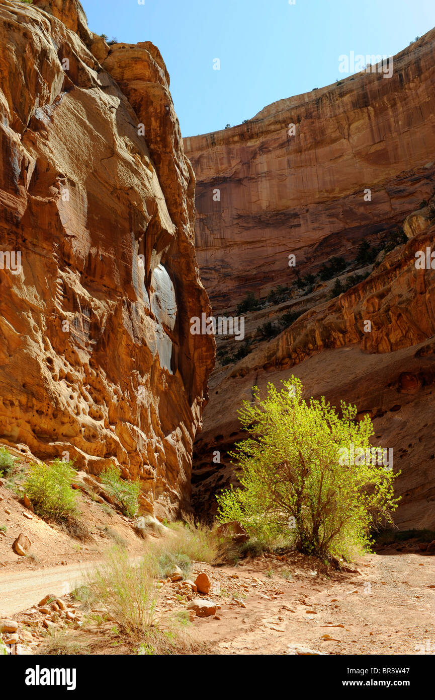 Capitol Gorge Area Capitol Reef National Park Utah Stock Photo - Alamy