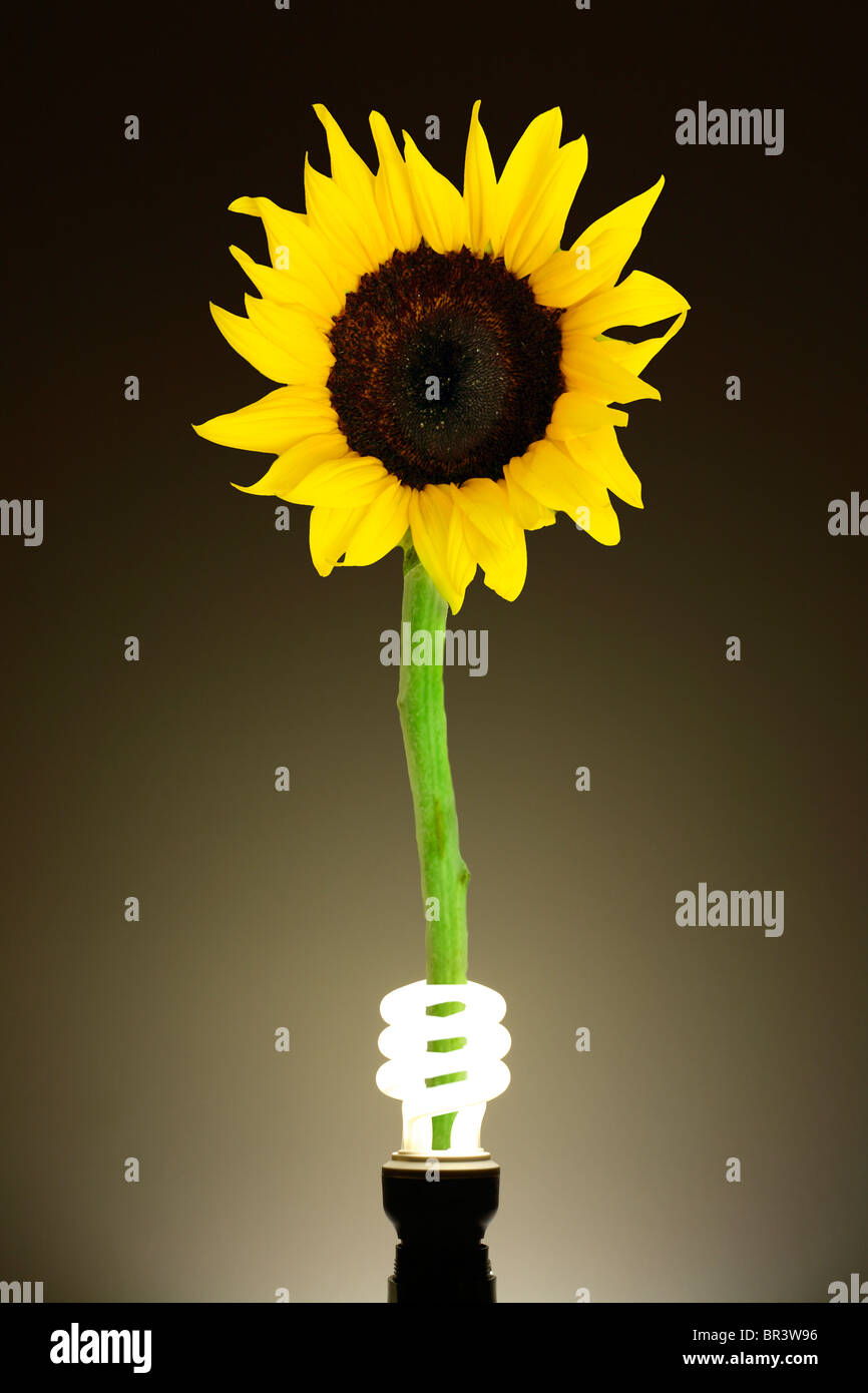 Ecologically friendly Compact Fluorescent light bulb and sunflower ...