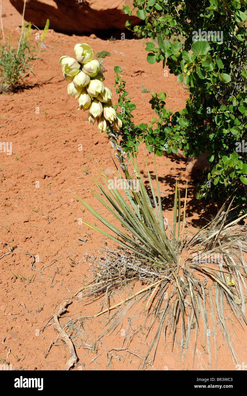 White Yucca Plants Arches National Park Moab Utah Stock Photo - Alamy