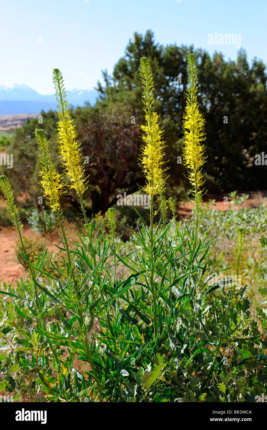 Yellow Wildflowers Arches National Park Moab Utah Stock Photo - Alamy