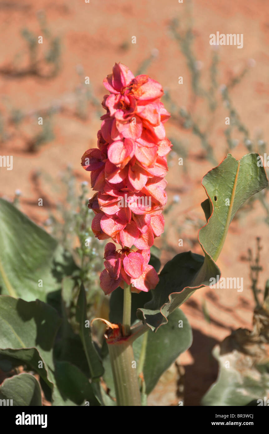 Pink Wildflowers Arches National Park Moab Utah Stock Photo - Alamy