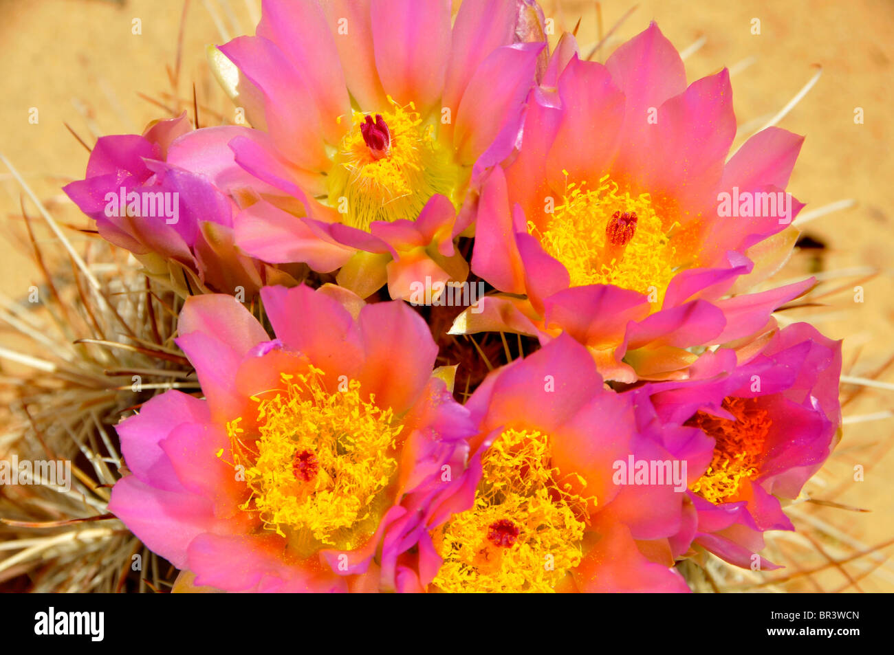 Pink Cactus Arches National Park Moab Utah Stock Photo - Alamy