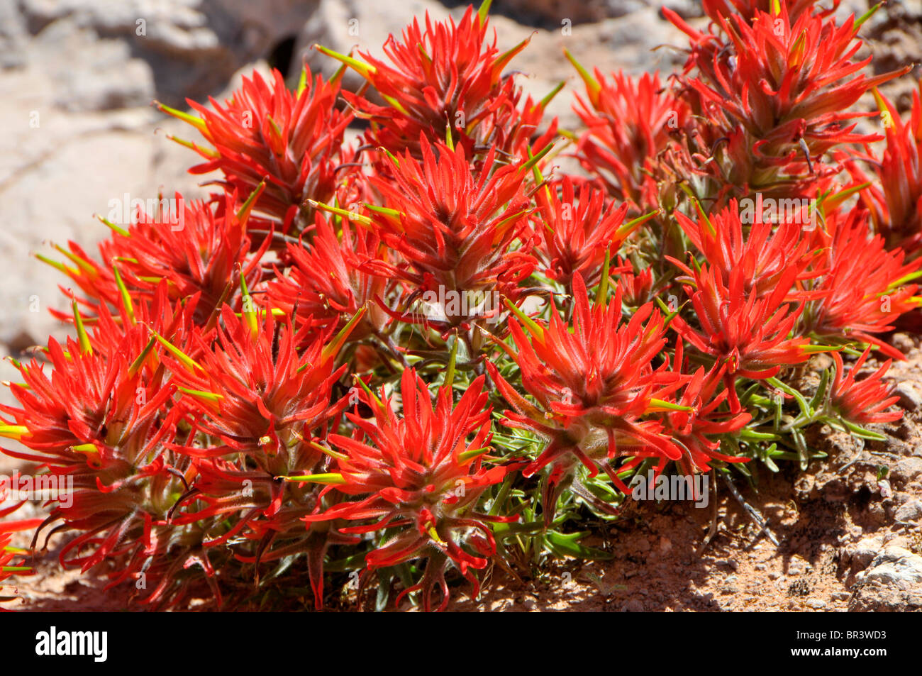 Red Wildflowers Arches National Park Moab Utah Stock Photo - Alamy
