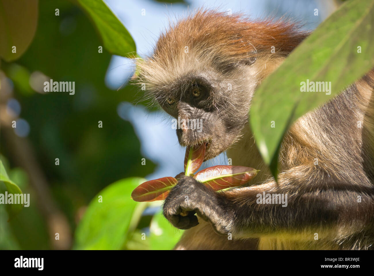 Leaf eating monkey hi-res stock photography and images - Alamy