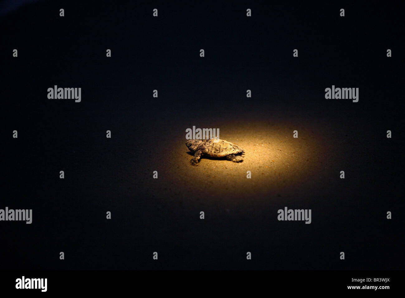 Baby turtles guided by flashlights Stock Photo - Alamy