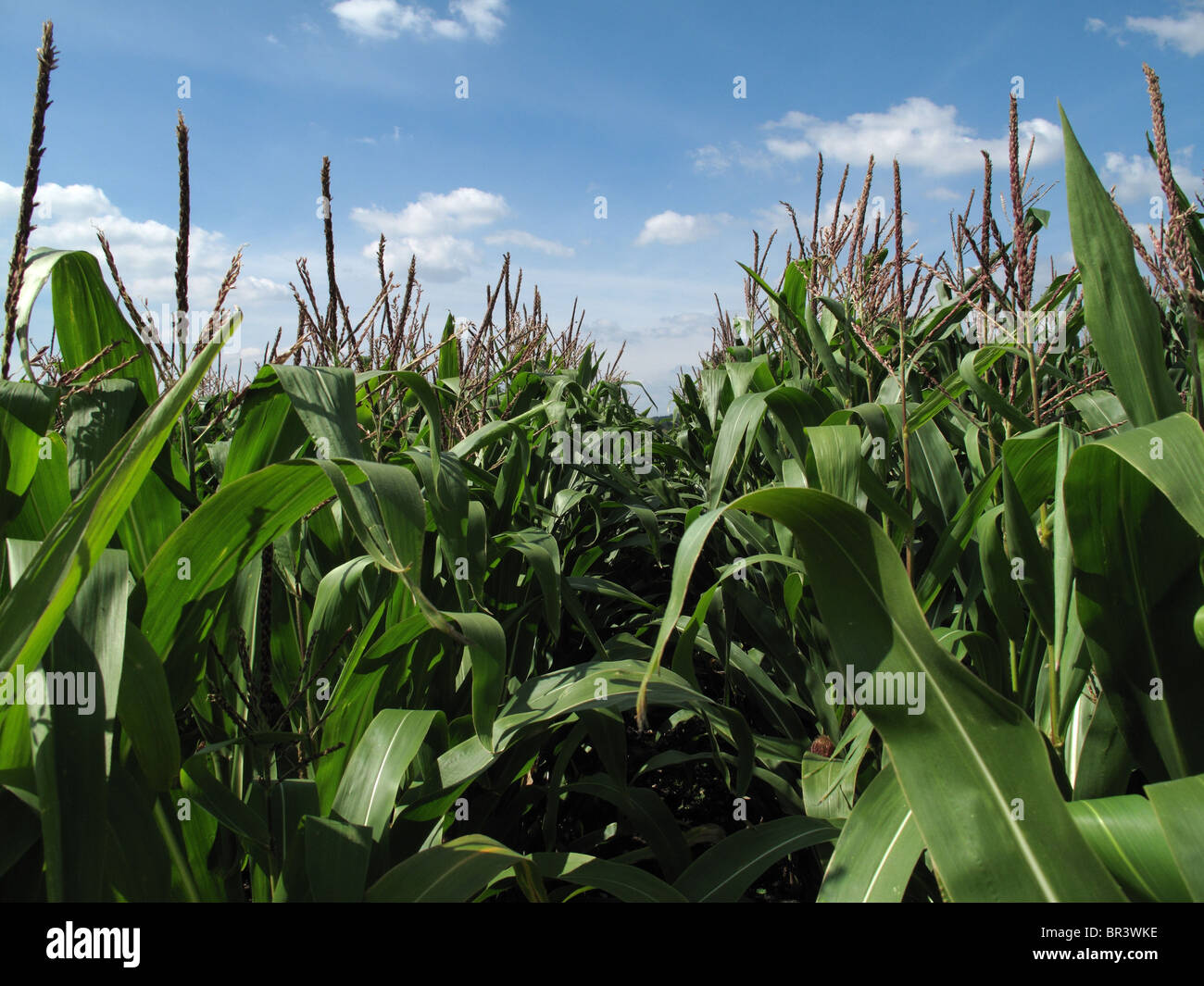 Maize field hi-res stock photography and images - Alamy