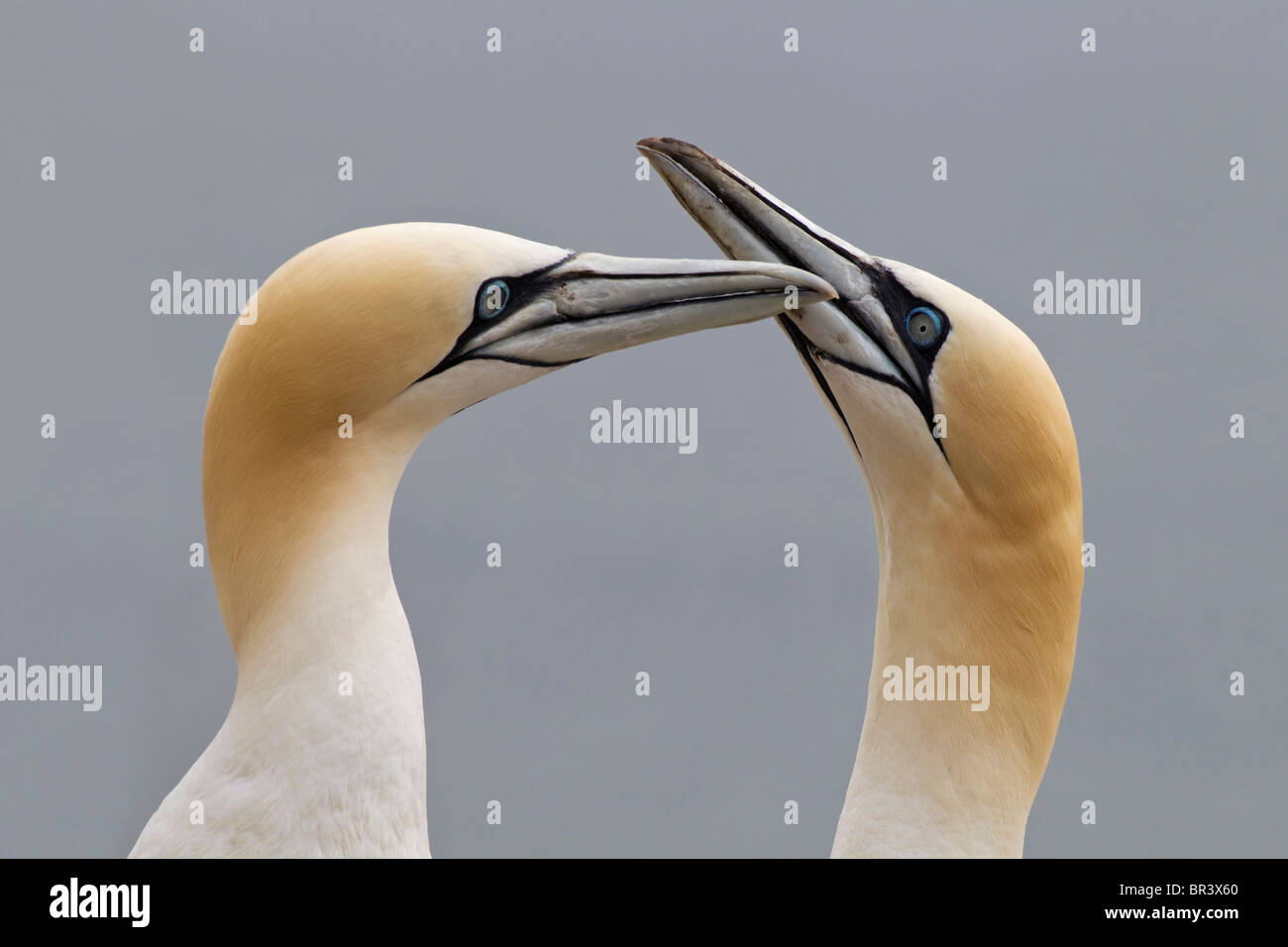 Gannet pair display hi-res stock photography and images - Alamy