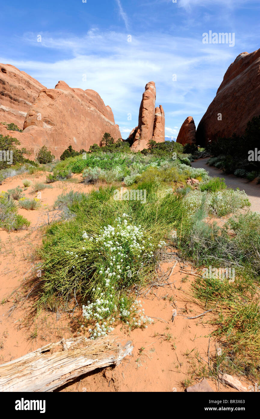 White Flowers Devil's Garden Area Arches National Park Moab Utah Stock ...