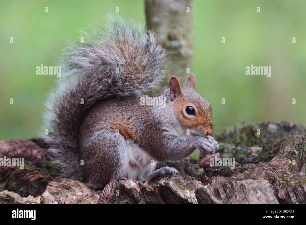 Grey squirrel foraging on an old tree stump in Cheshire, England Stock ...