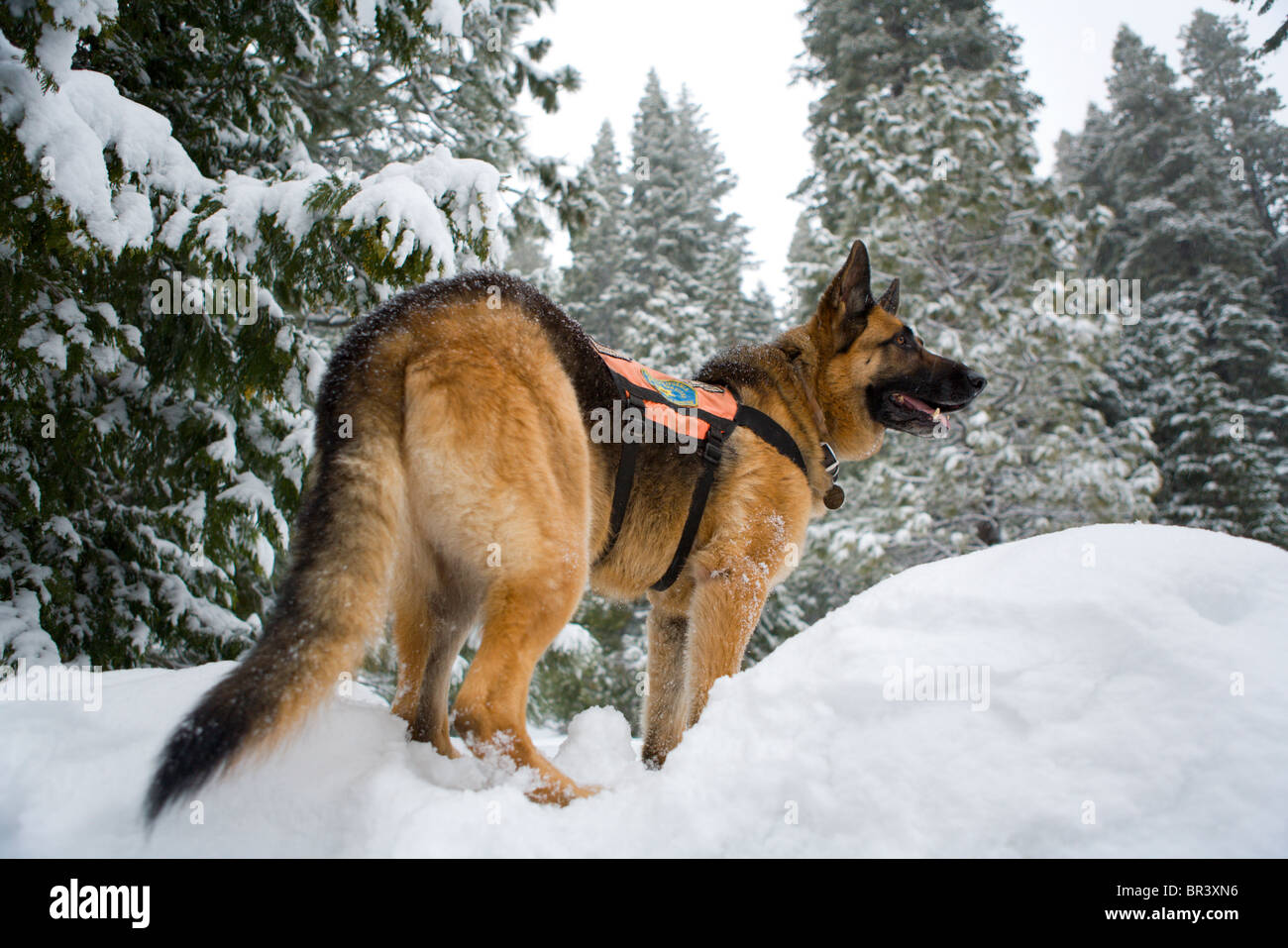 Search And Rescue Dogs Snow