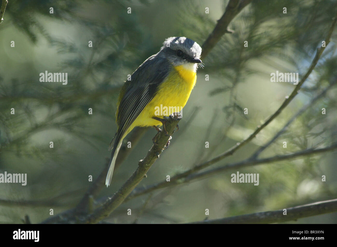 Robin eastern yellow hi-res stock photography and images - Alamy