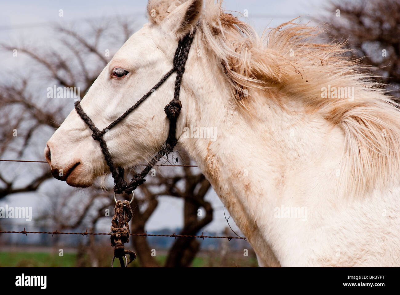 Mammal profile hi-res stock photography and images - Alamy